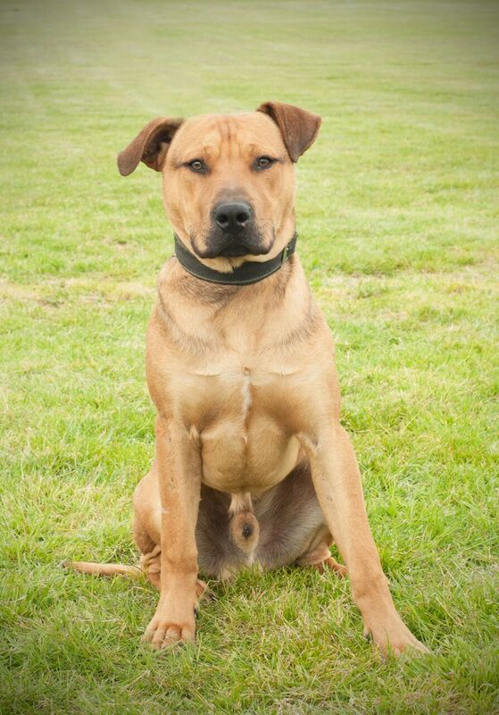 Kaitaia dog shelter to be extended | Far North District Council